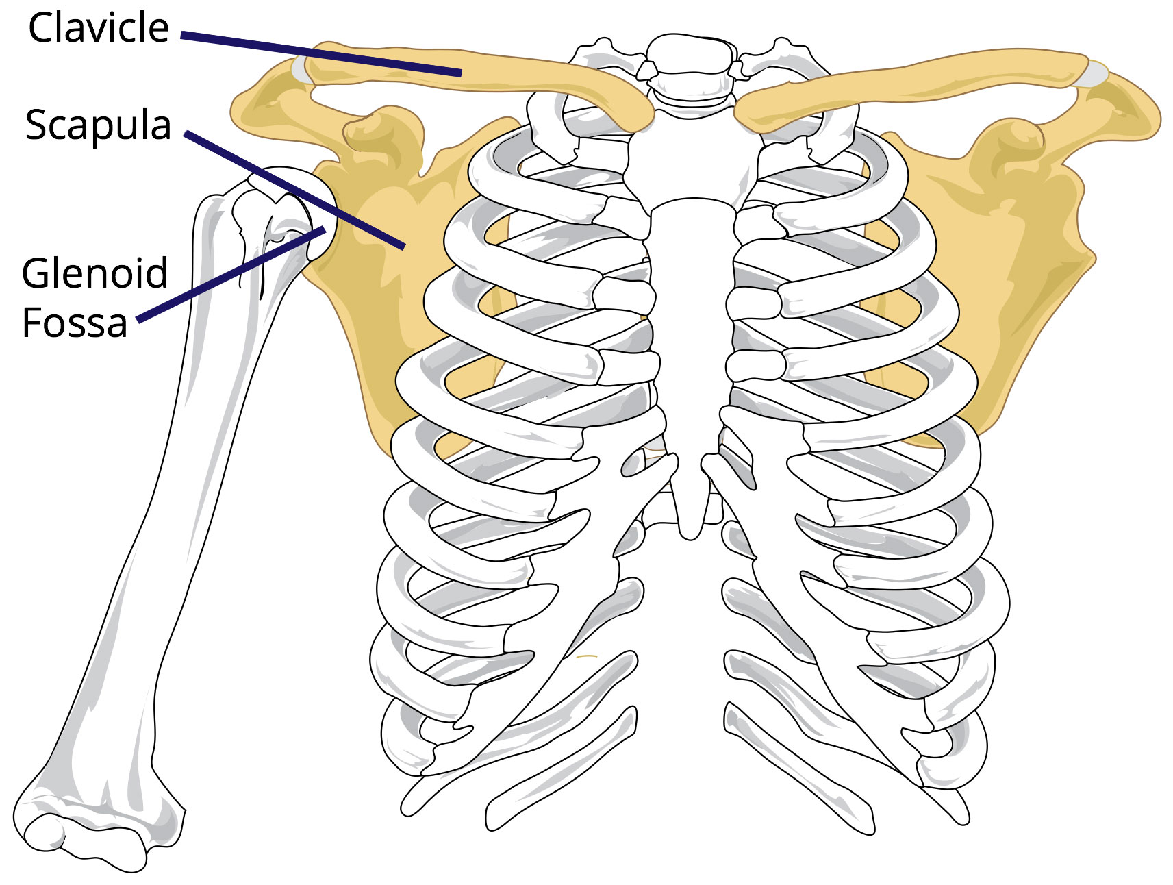 Rausch Physical Therapy & Sports Performance | Seven Scapula-Focused ...