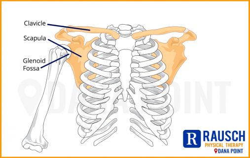 Rausch Physical Therapy & Sports Performance | Seven Scapula-Focused ...